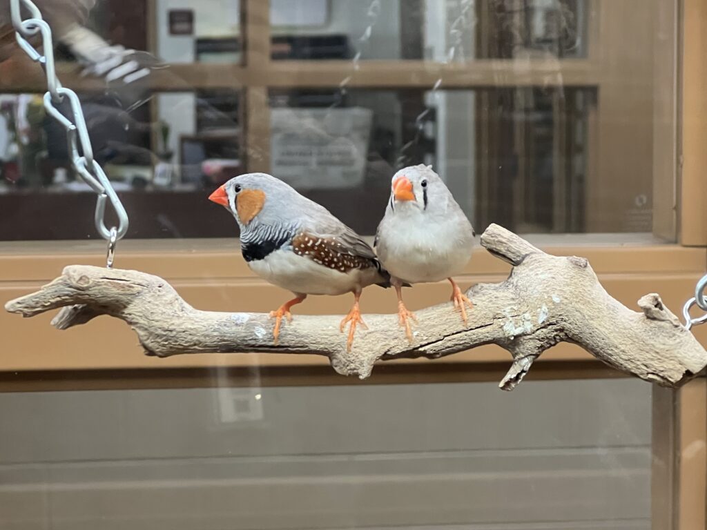 Aviary – Nash Elementary School