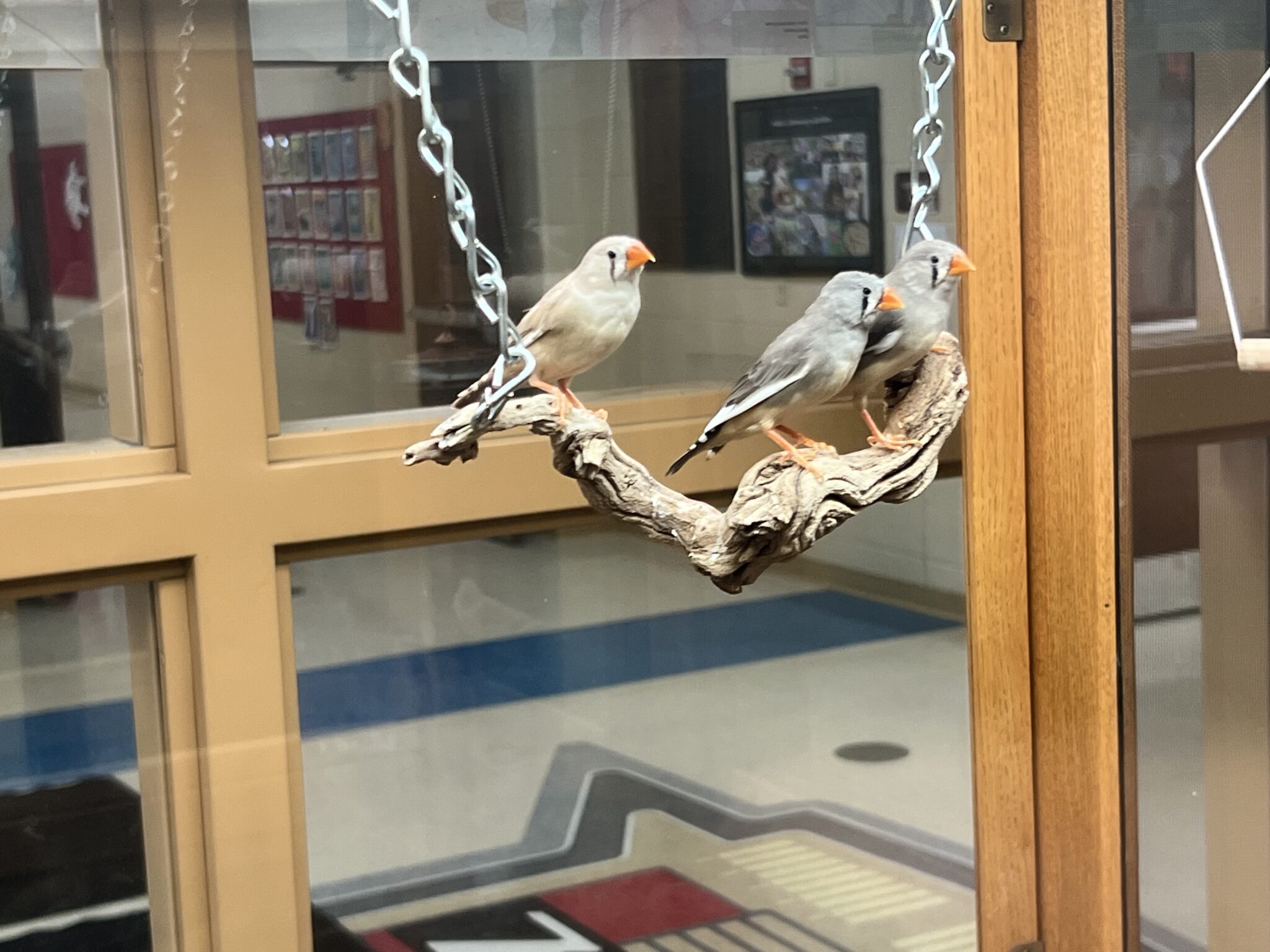 Aviary – Nash Elementary School