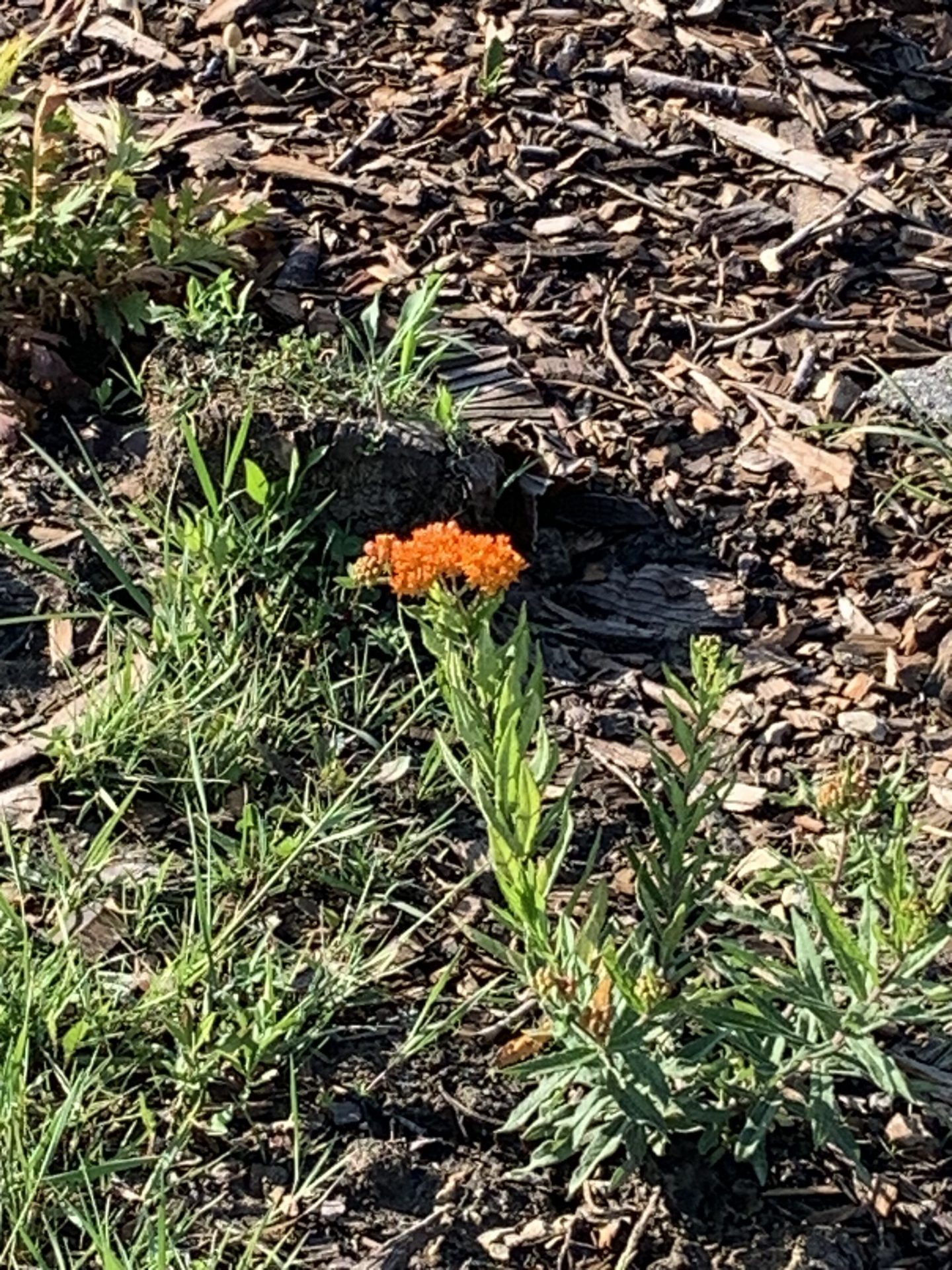 Garden Beds and Pollinator Patch – Somers Elementary School