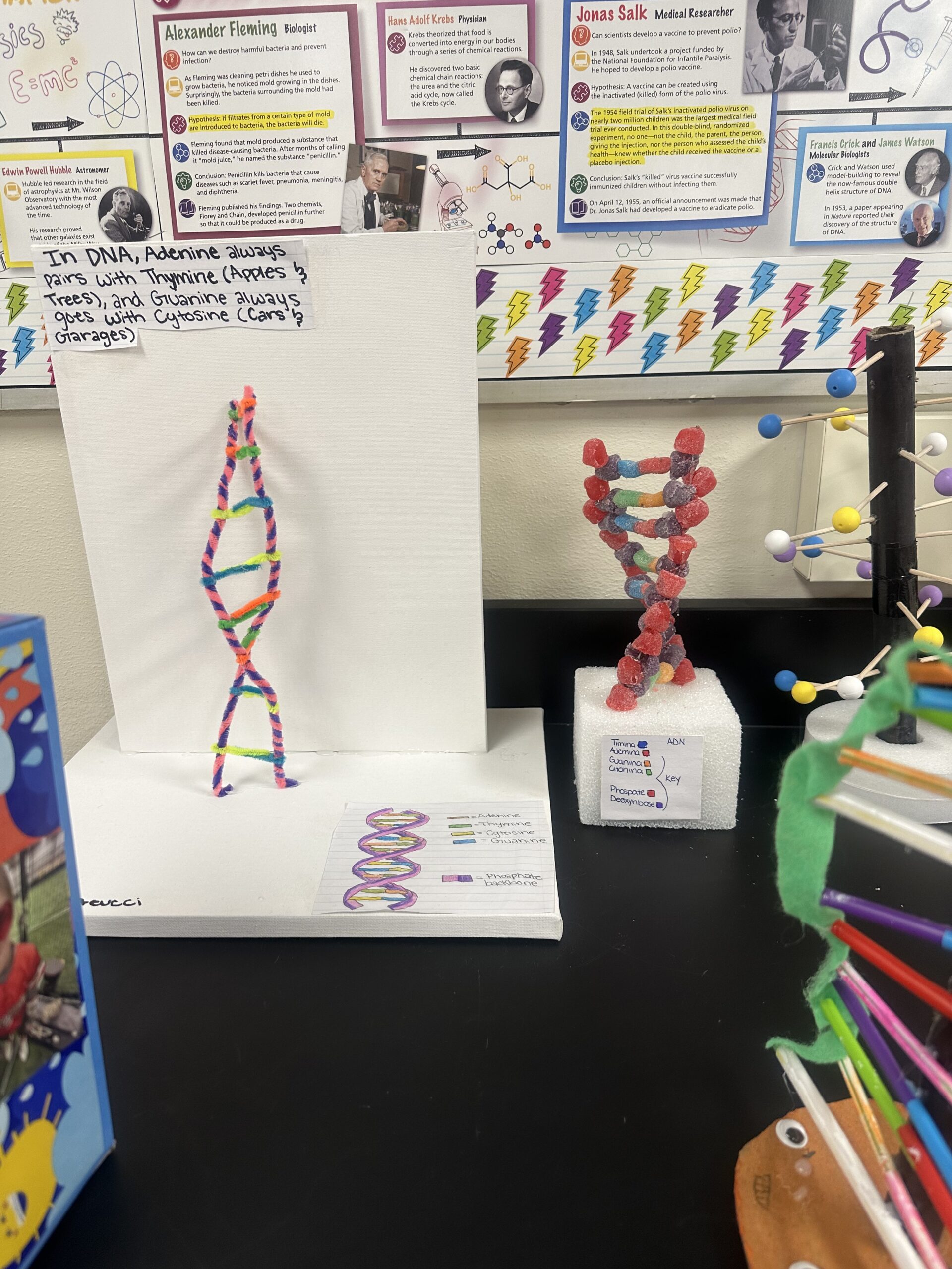 DNA 3-D Models – Tremper High School