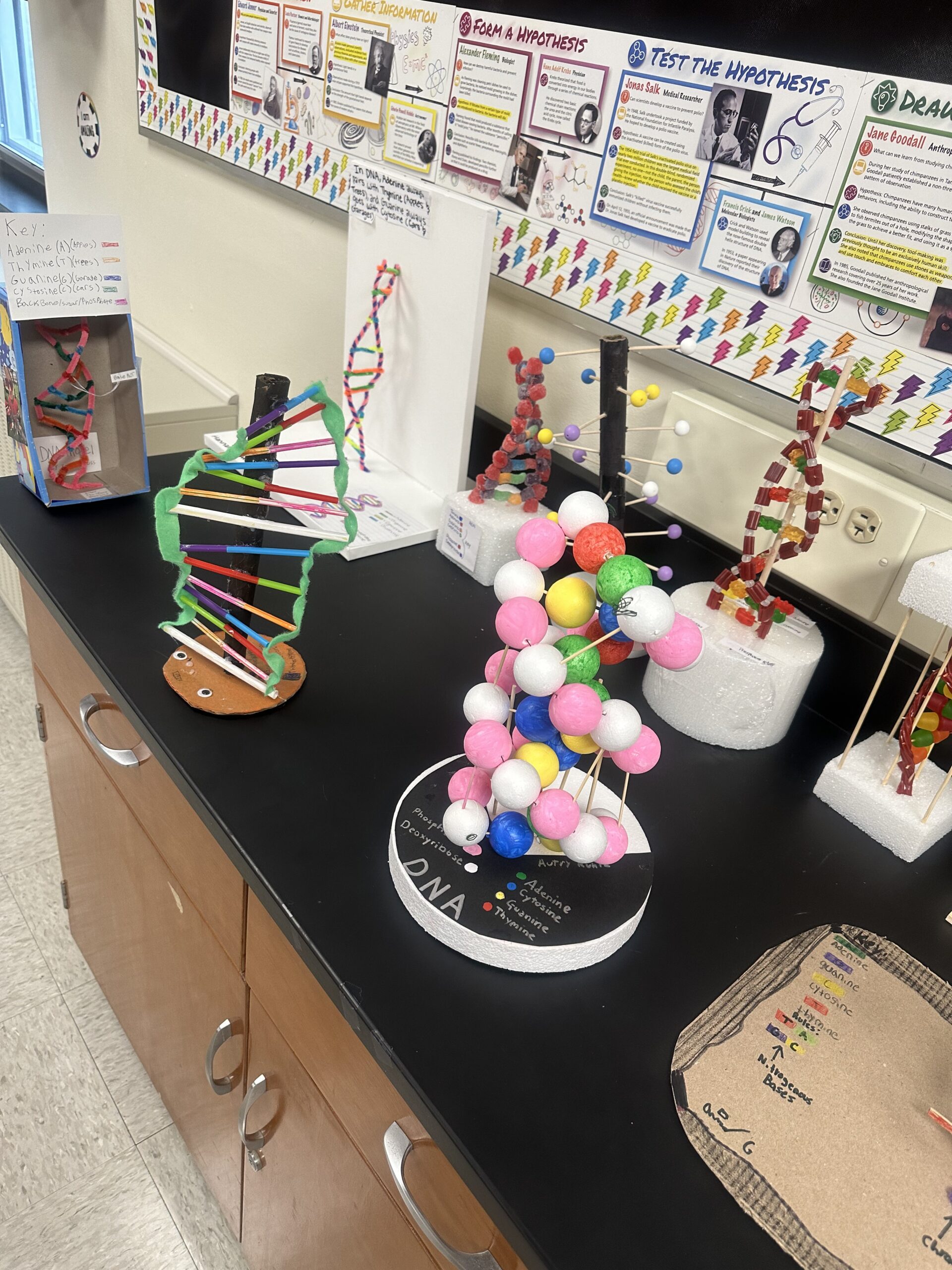 DNA 3-D Models – Tremper High School