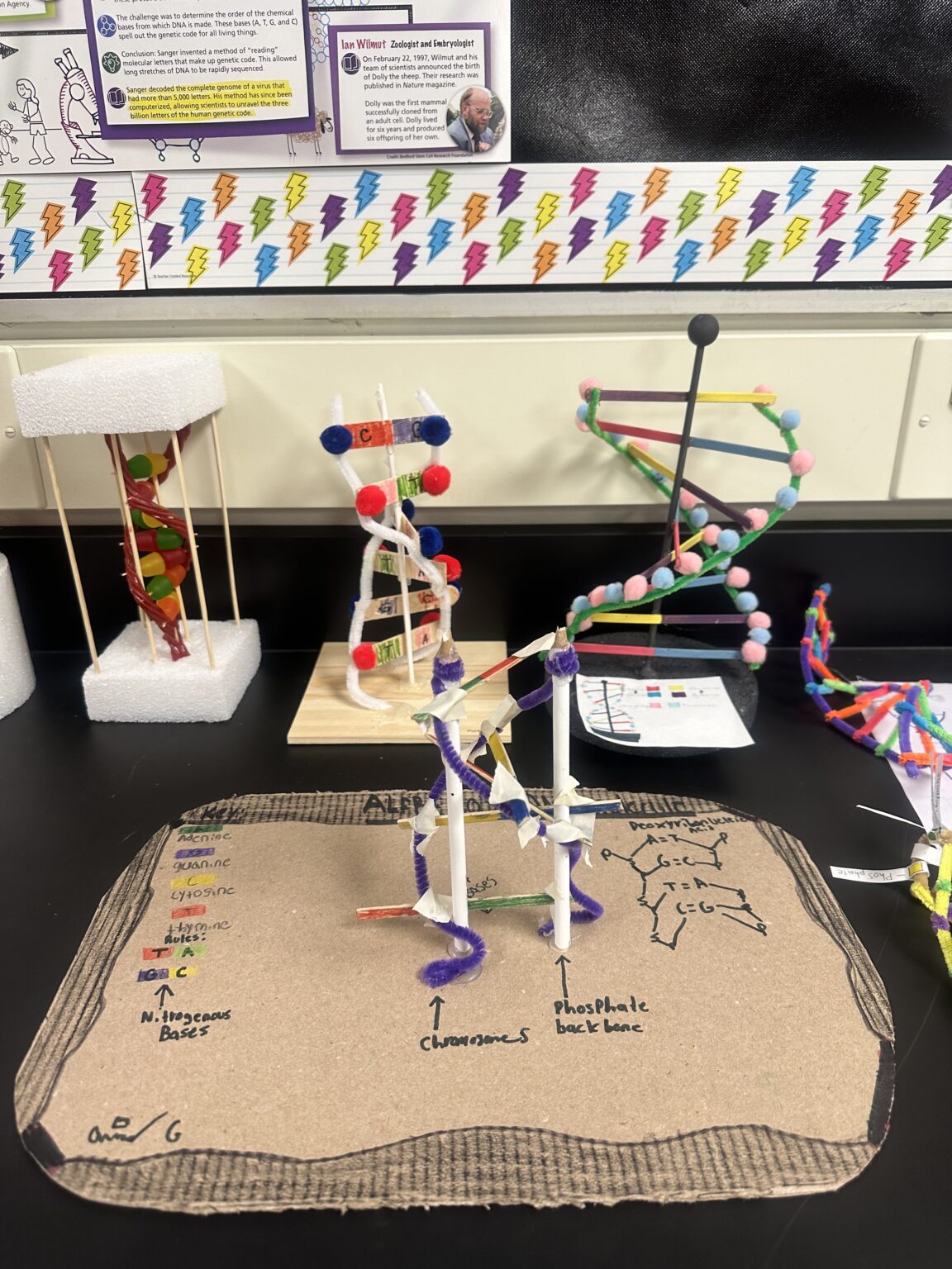 DNA 3-D Models – Tremper High School